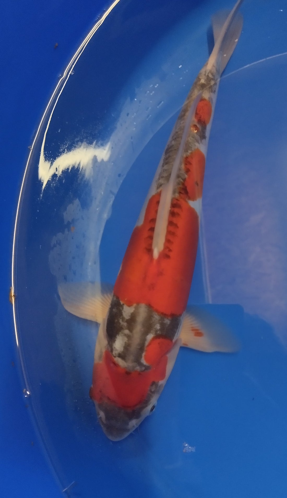 Doitsu goshiki – Koi addict 57 shop